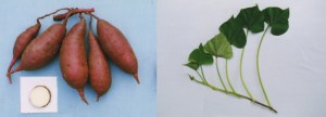 Japanese Vegetables 4: Sweet Potatoes/Satsuma Imo/薩摩芋 | SHIZUOKA GOURMET