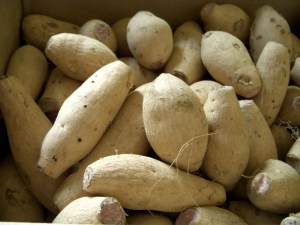 Japanese Vegetables 4: Sweet Potatoes/Satsuma Imo/薩摩芋 | SHIZUOKA GOURMET