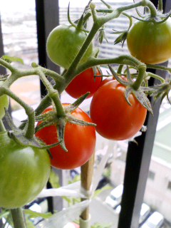 Japanese Vegetables 3: Tomatoes | SHIZUOKA GOURMET