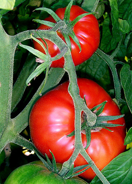 Japanese Vegetables 1~6 | SHIZUOKA GOURMET