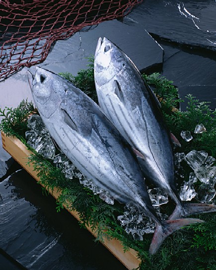 Japanese Fish Species: Bonito/Katsuo | SHIZUOKA GOURMET
