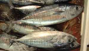 Fish Stocks Preservation & Replenishment in Japan (a research ...