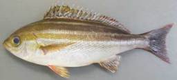 Fish Stocks Preservation & Replenishment in Japan (a research ...