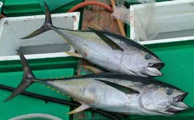 Fish Stocks Preservation & Replenishment in Japan (a research ...