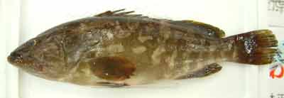 Fish Stocks Preservation & Replenishment in Japan (a research ...