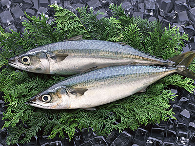 Fish Stocks Preservation & Replenishment in Japan (a research ...