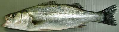 Fish Stocks Preservation & Replenishment in Japan (a research ...