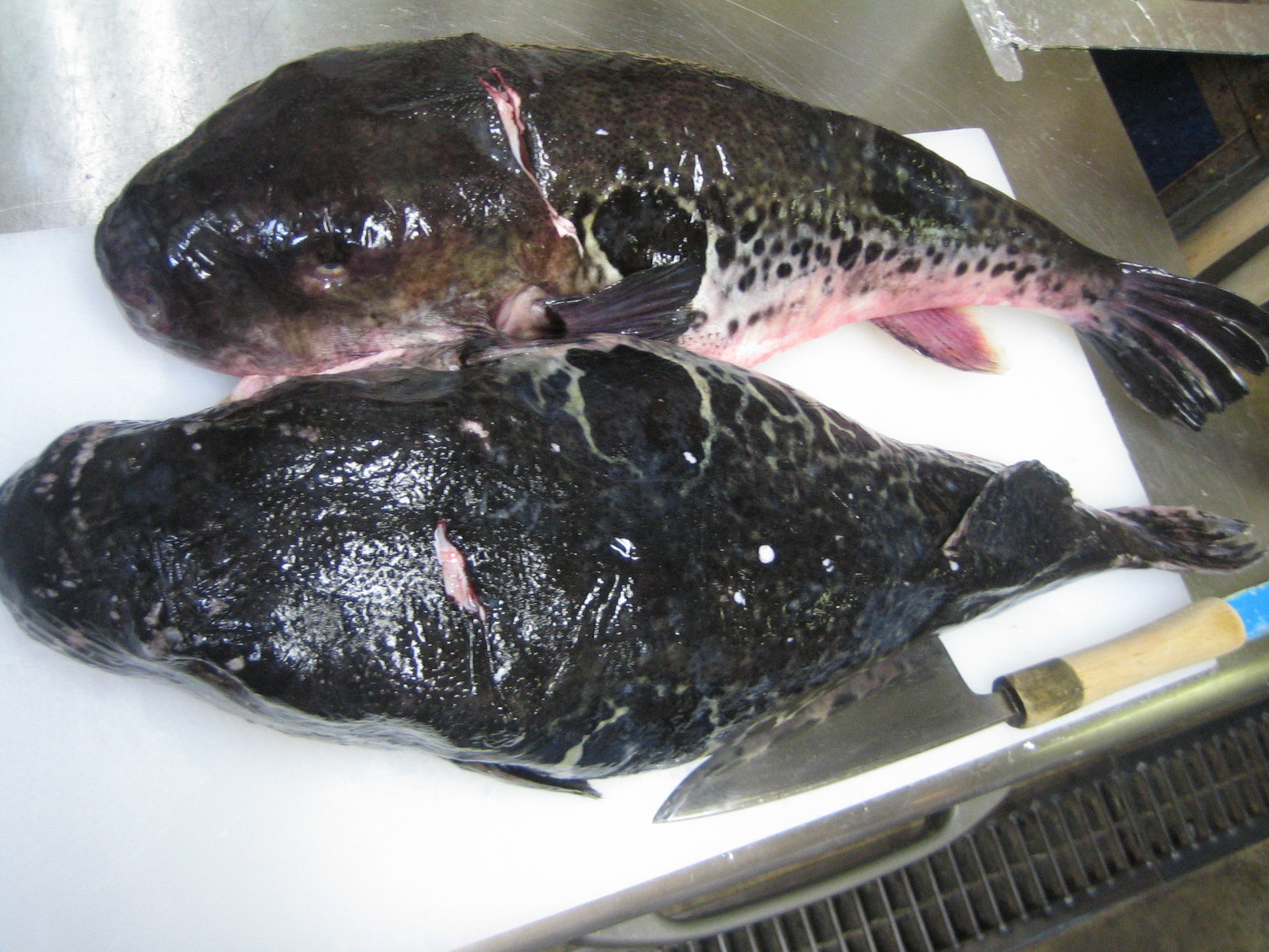 Fish Stocks Preservation & Replenishment in Japan (a research ...