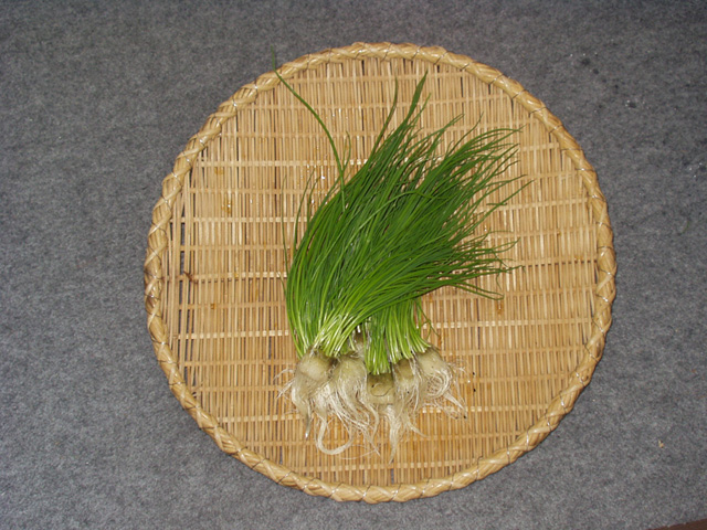 Japanese Vegetables 6: Leeks | SHIZUOKA GOURMET