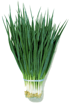 Japanese Vegetables 6: Leeks | SHIZUOKA GOURMET