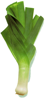 Japanese Vegetables 6: Leeks | SHIZUOKA GOURMET