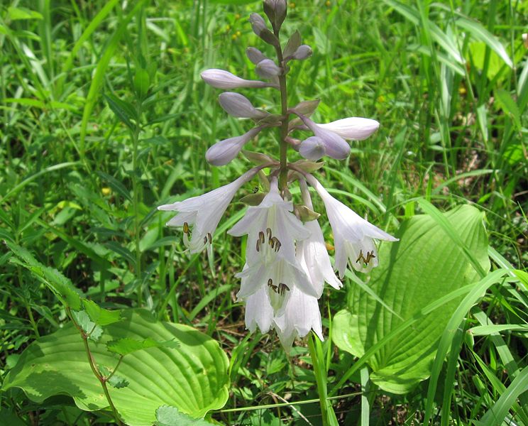 New Vegetable: Urui/Hosta Montana | SHIZUOKA GOURMET