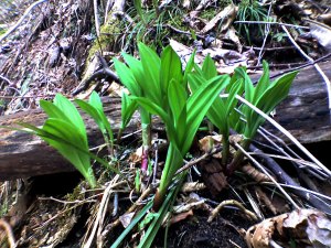 Sansai/Edible Wild Japanese Mountain Vegetables | SHIZUOKA GOURMET