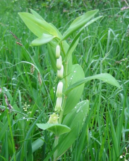 Sansai/Edible Wild Japanese Mountain Vegetables | SHIZUOKA GOURMET