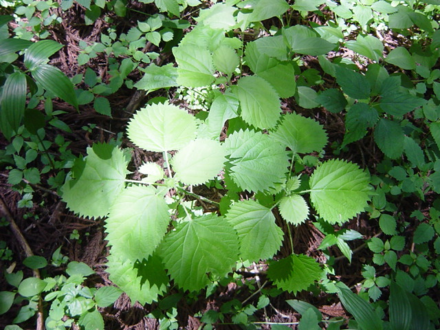 Sansai/Edible Wild Japanese Mountain Vegetables | SHIZUOKA GOURMET