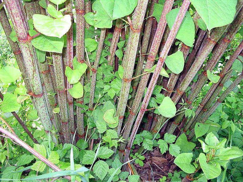 Sansai/Edible Wild Japanese Mountain Vegetables | SHIZUOKA GOURMET