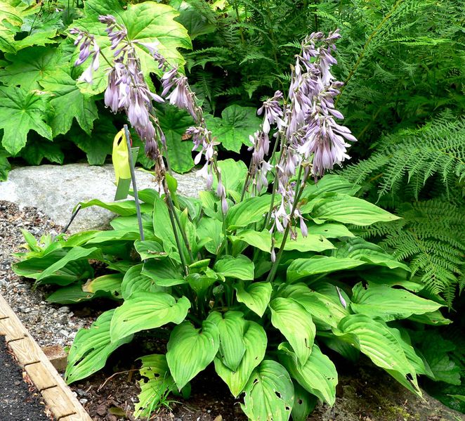 Sansai/Edible Wild Japanese Mountain Vegetables | SHIZUOKA GOURMET