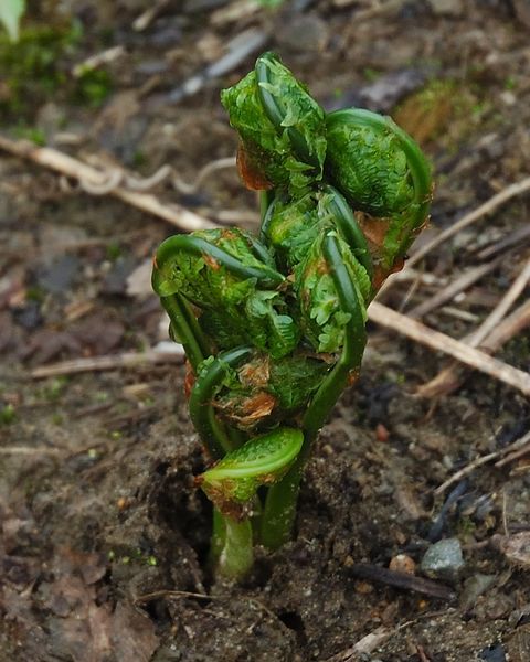 Sansai/Edible Wild Japanese Mountain Vegetables | SHIZUOKA GOURMET