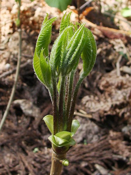 Sansai/Edible Wild Japanese Mountain Vegetables | SHIZUOKA GOURMET