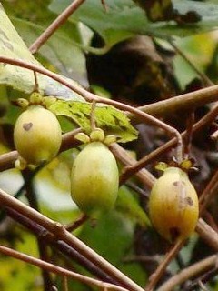 Sansai/Edible Wild Japanese Mountain Vegetables | SHIZUOKA GOURMET