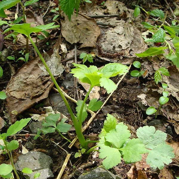Sansai/Edible Wild Japanese Mountain Vegetables | SHIZUOKA GOURMET