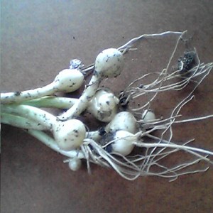Sansai/Edible Wild Japanese Mountain Vegetables | SHIZUOKA GOURMET