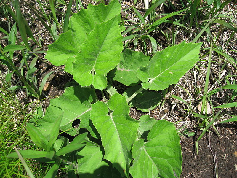 Sansai/Edible Wild Japanese Mountain Vegetables | SHIZUOKA GOURMET