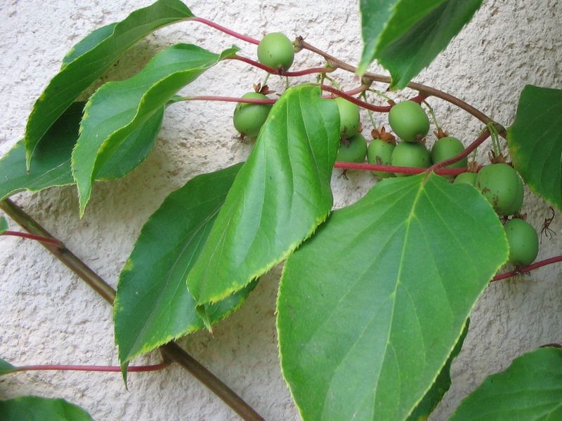 Sansai/Edible Wild Japanese Mountain Vegetables | SHIZUOKA GOURMET