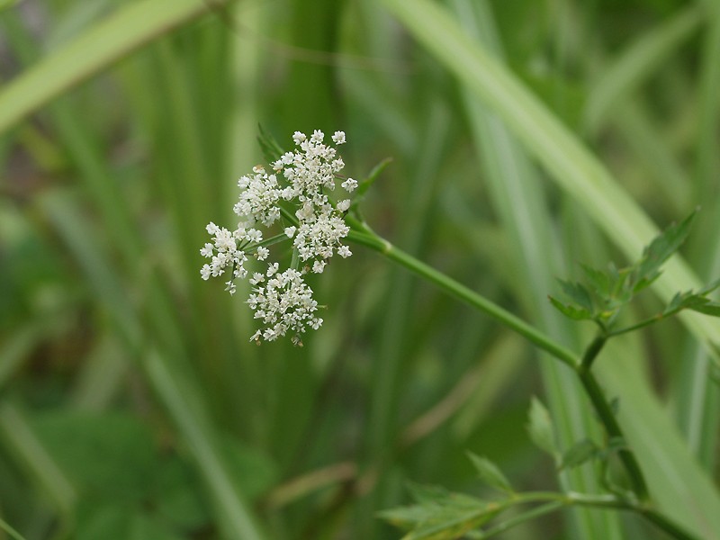 Sansai/Edible Wild Japanese Mountain Vegetables | SHIZUOKA GOURMET