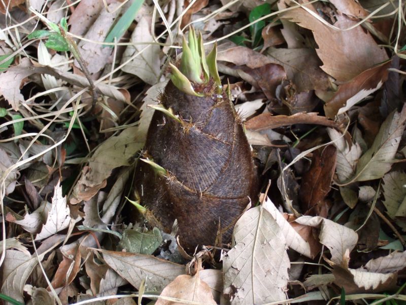 Sansai/Edible Wild Japanese Mountain Vegetables | SHIZUOKA GOURMET