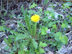 Sansai/Edible Wild Japanese Mountain Vegetables | SHIZUOKA GOURMET