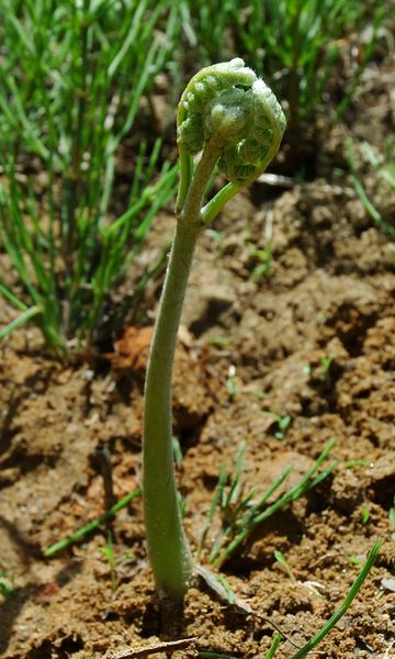 Sansai/Edible Wild Japanese Mountain Vegetables | SHIZUOKA GOURMET