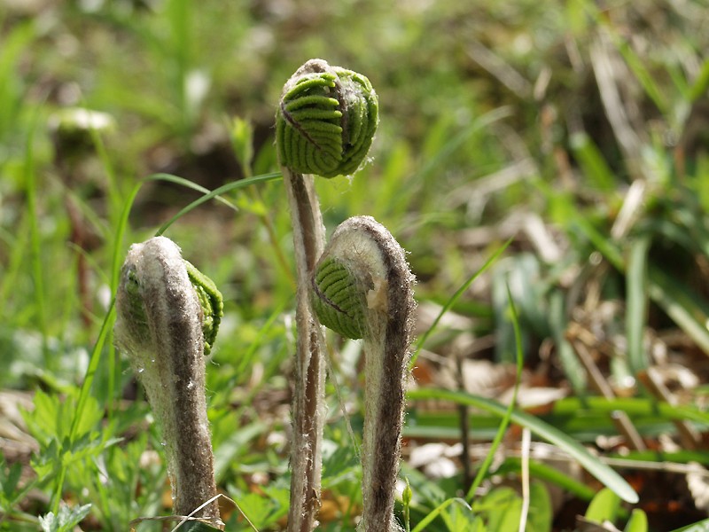 Sansai/Edible Wild Japanese Mountain Vegetables | SHIZUOKA GOURMET