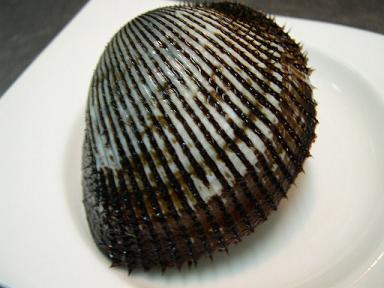 Japanese Shellfish Species 10: Ark Shell-Bloody Clam-Akagai-赤貝 ...