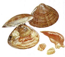 Jaoanese Shellfish Species 9: Round Clam-Hen Clam/Bakagai | SHIZUOKA ...
