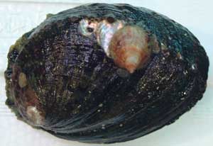 Japanese Shellfish Species 1: Abalone-Awabi-鮑 | SHIZUOKA GOURMET