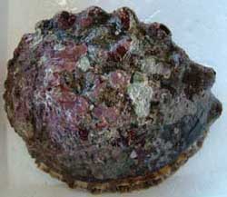 Japanese Shellfish Species 1: Abalone-Awabi-鮑 | SHIZUOKA GOURMET