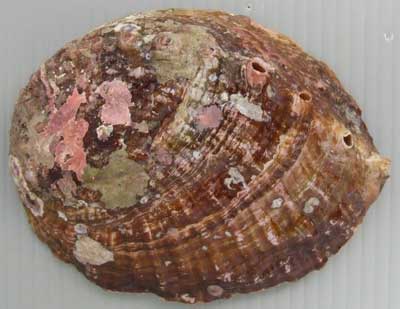 Shellfish Species 1: Abalone/Awabi | SHIZUOKA GOURMET