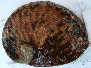 Japanese Shellfish Species 1: Abalone-Awabi-鮑 | SHIZUOKA GOURMET