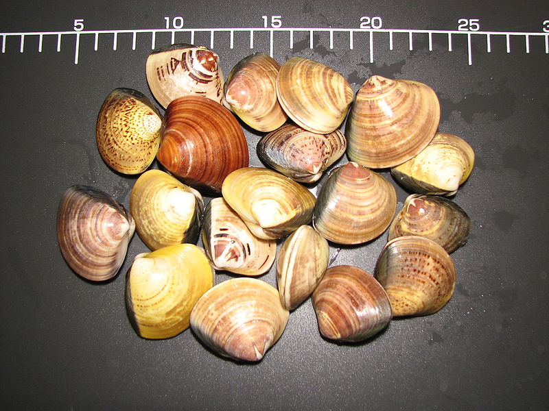 Shellfish Species 7: Clam/Hamaguri | SHIZUOKA GOURMET