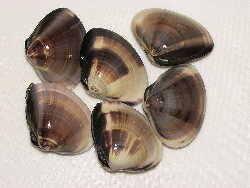 Shellfish Species 7: Clam/Hamaguri | SHIZUOKA GOURMET