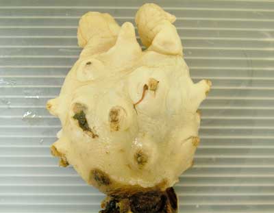 Sea Pineapple/Common Sea Squirt: Hoya/Mahoya | SHIZUOKA GOURMET