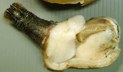 Shellfish Species 5: Gaper/Mirugai | SHIZUOKA GOURMET