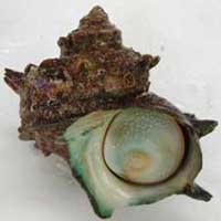 Japanese Shellfish 6: Turbo Shells-Sazae-栄螺 | SHIZUOKA GOURMET