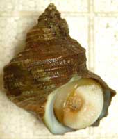 Japanese Shellfish 6: Turbo Shells-Sazae-栄螺 | SHIZUOKA GOURMET