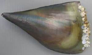 Japanese Shellfish 8: Pen Shell-Tairagi-玉珧 | SHIZUOKA GOURMET