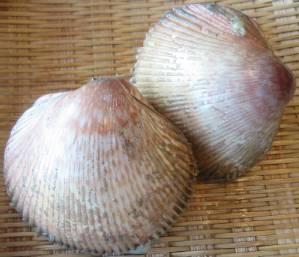 Japanese Shellfish Species 4: Heart Clam-Torigai-鳥貝 | SHIZUOKA GOURMET