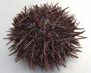 Sea Urchin Species | SHIZUOKA GOURMET