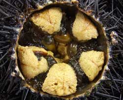Sea Urchin Species | SHIZUOKA GOURMET