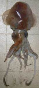 Japanese Cuttlefish/Squid Species 6: “Japanese lesser” Varieties ...